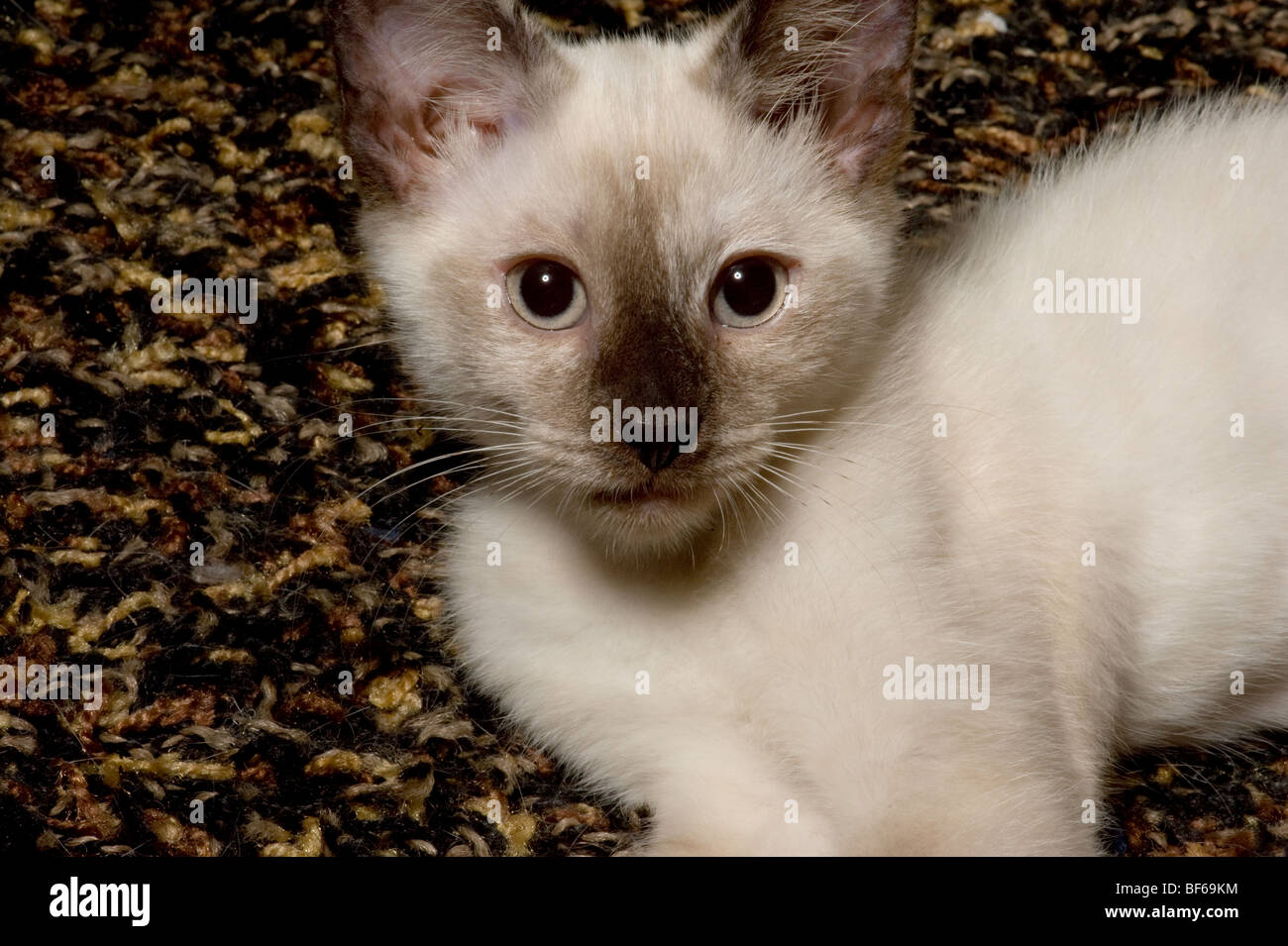 Siamese cat kittens hi-res stock photography and images - Alamy