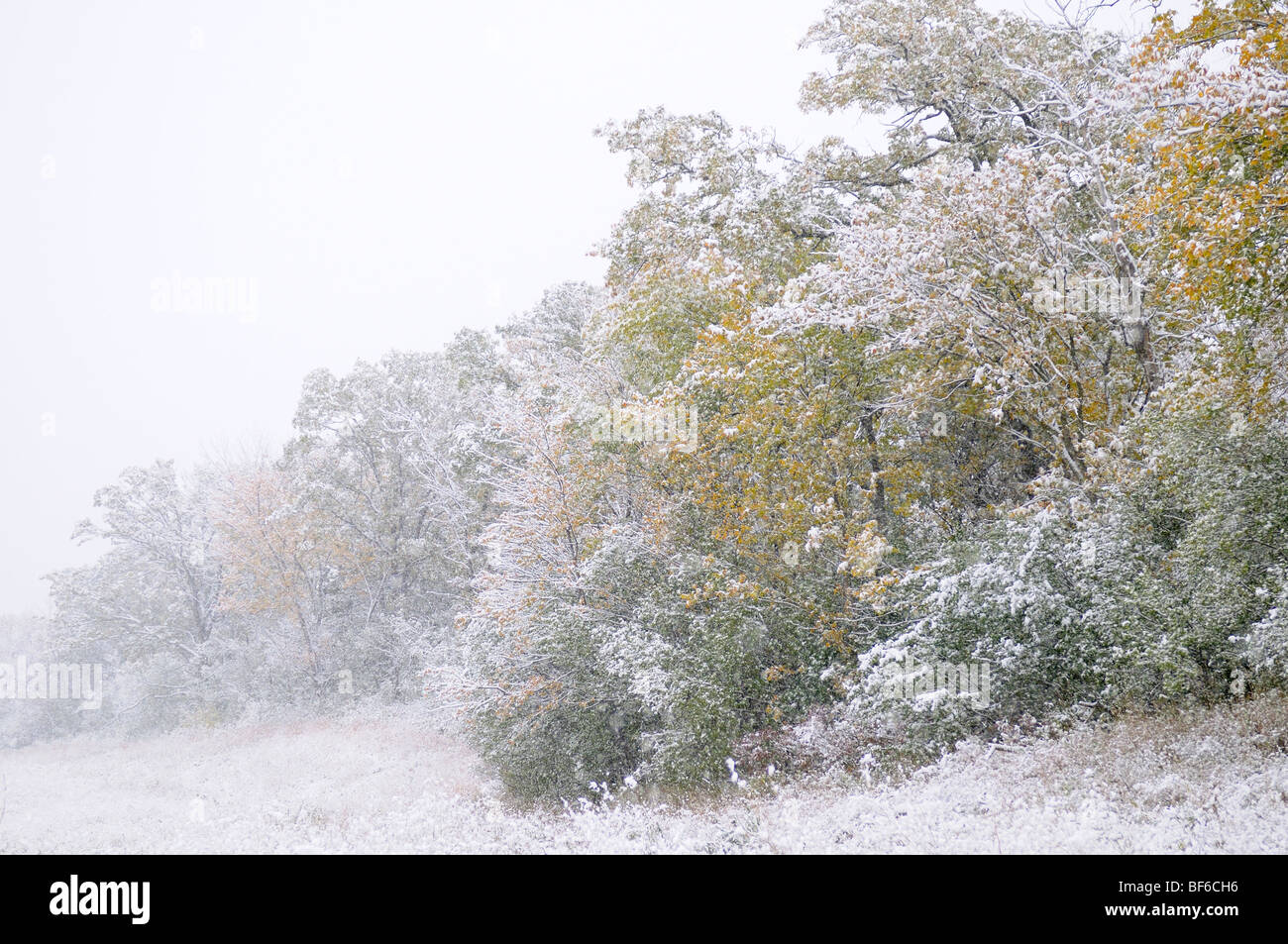 Early Snow in October Stock Photo - Alamy