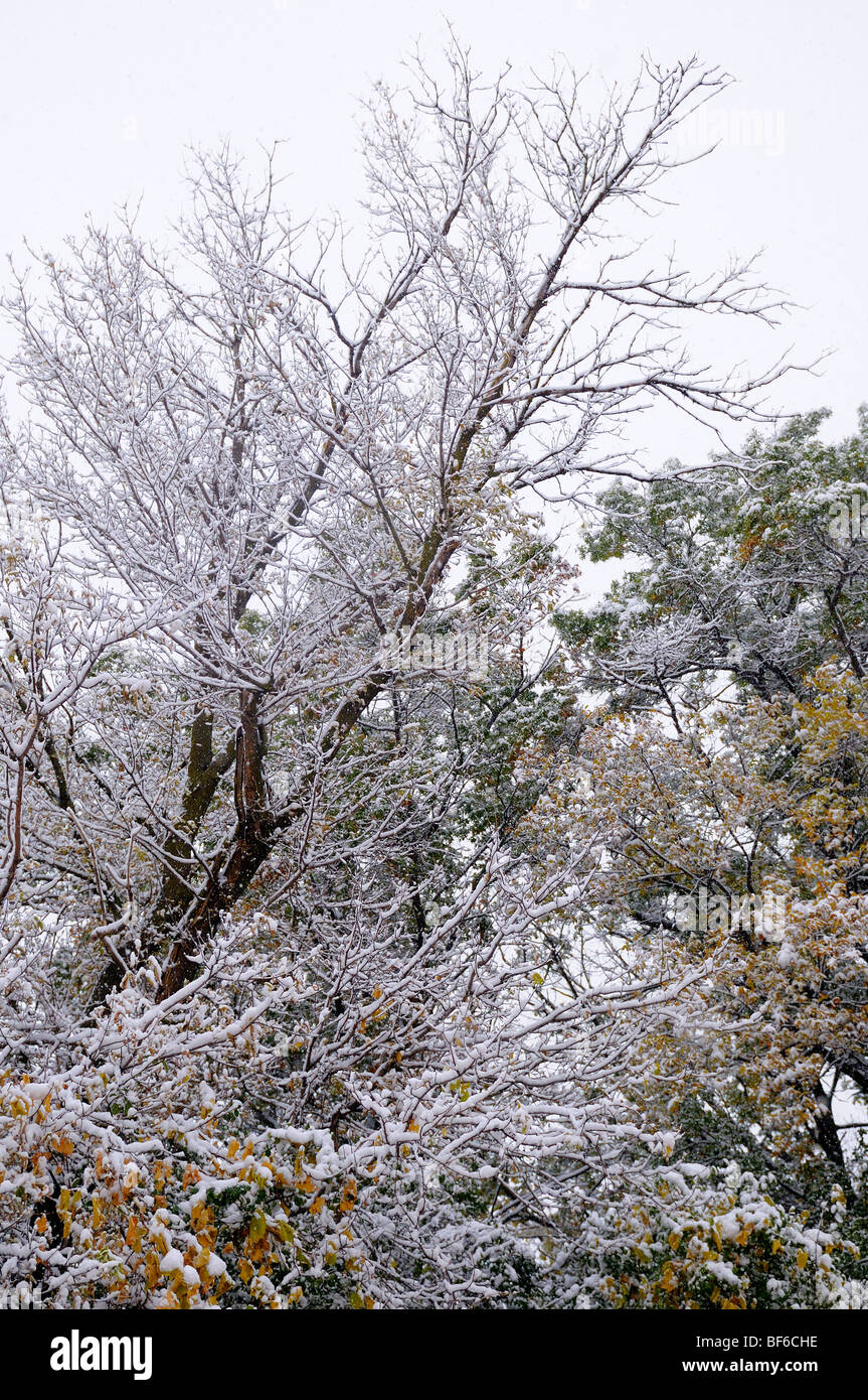 Early fall snowfall hi-res stock photography and images - Alamy