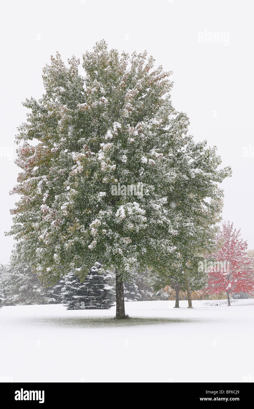 Lonely Tree during fall snow Stock Photo - Alamy
