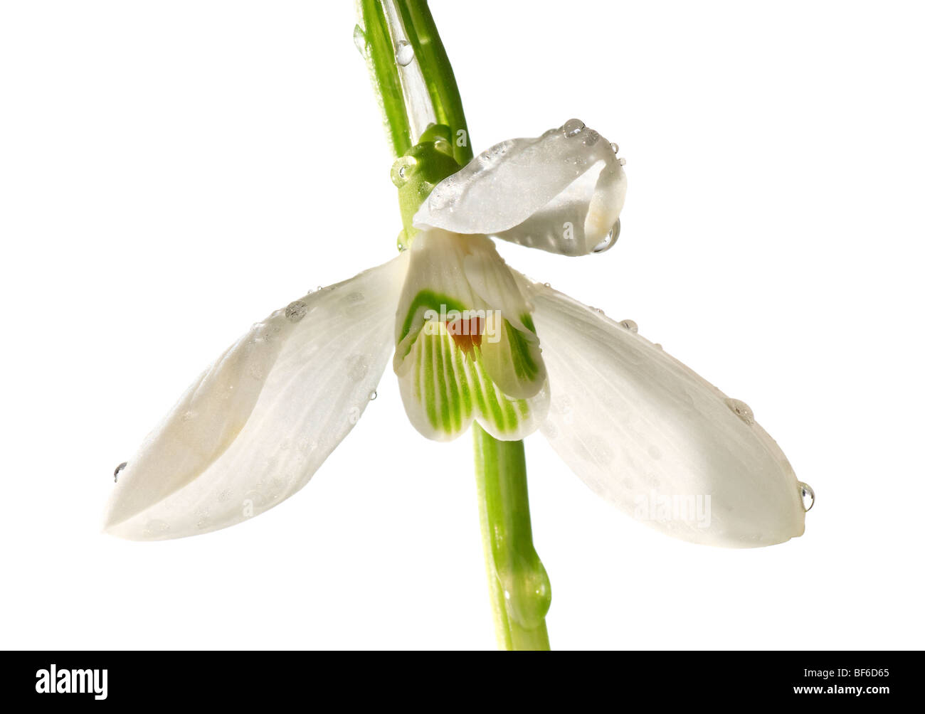 Spring snowdrop flower with dew drops isolated on white background ...