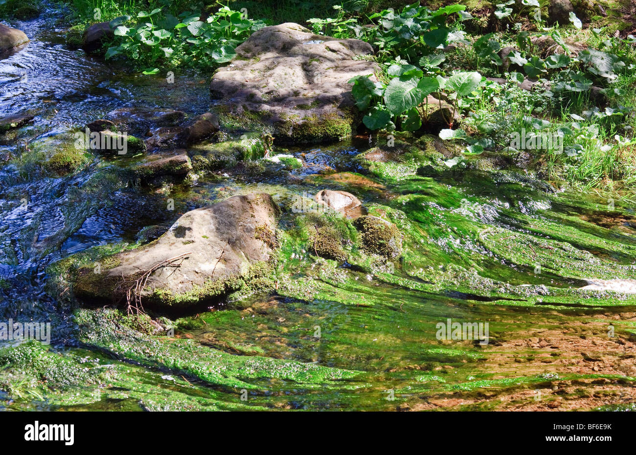 Summer stream stones algae hi-res stock photography and images - Alamy