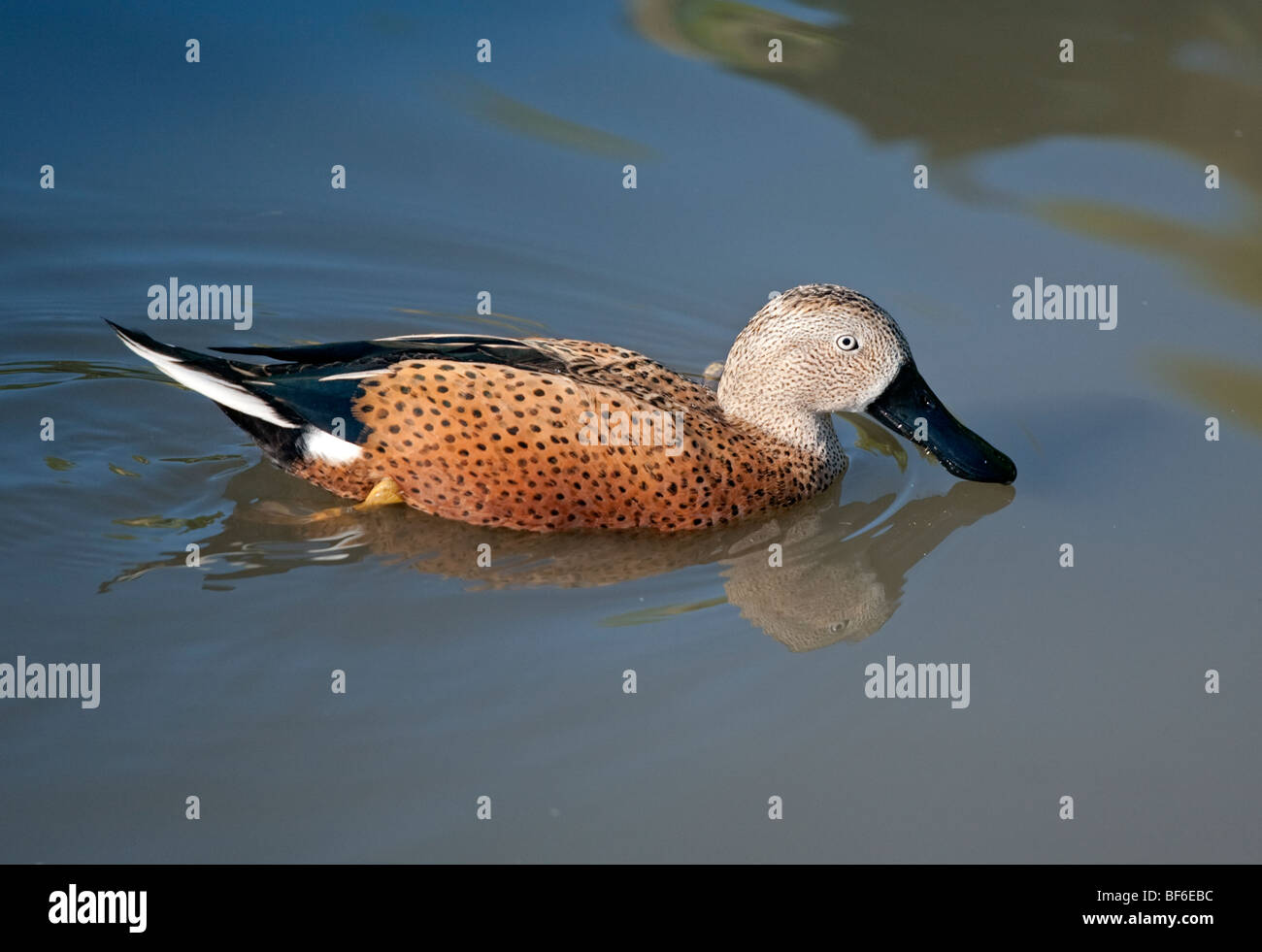 Argentine lake duck hi-res stock photography and images - Alamy