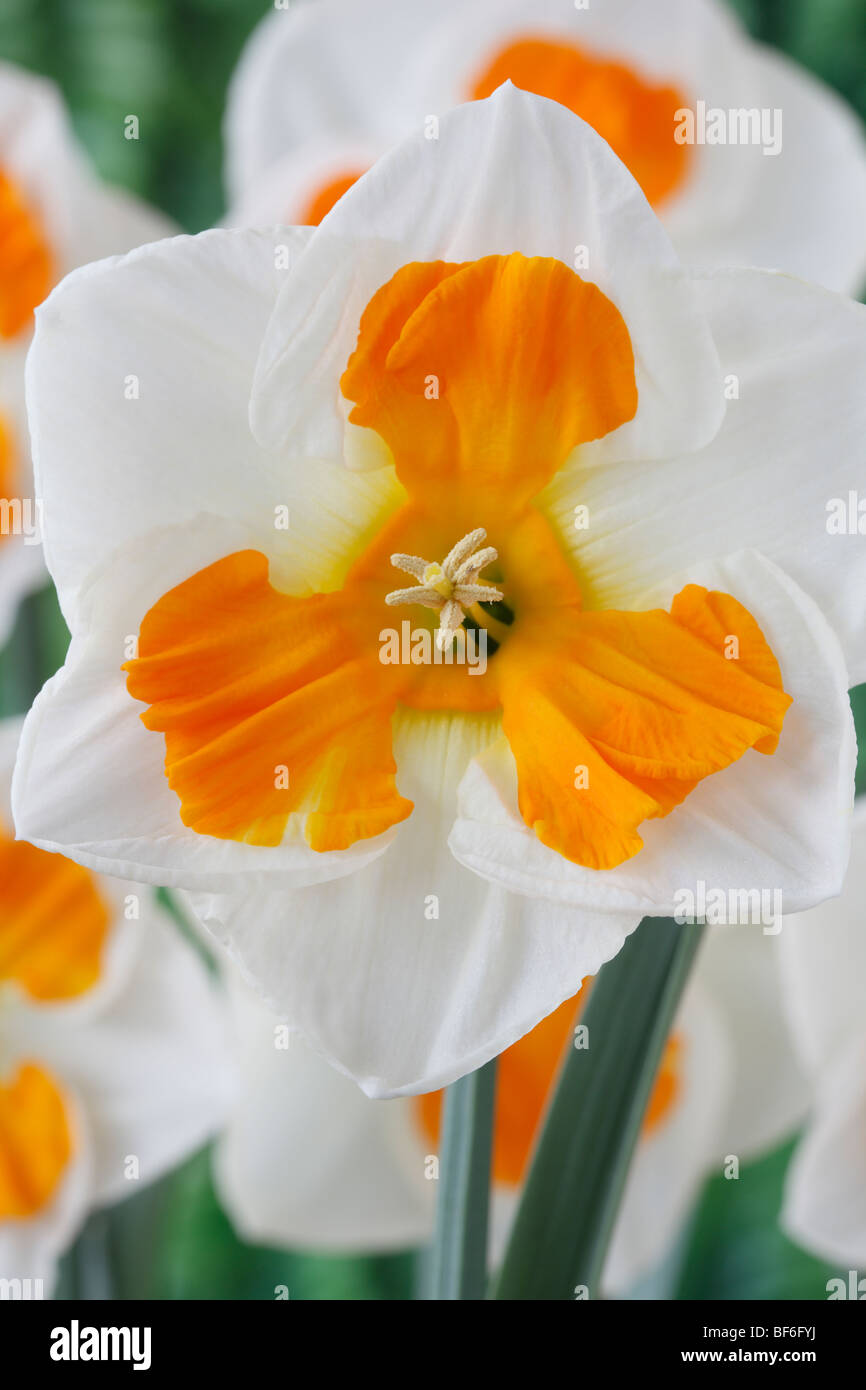 Split Corona Daffodil Stock Photos & Split Corona Daffodil Stock Images ...