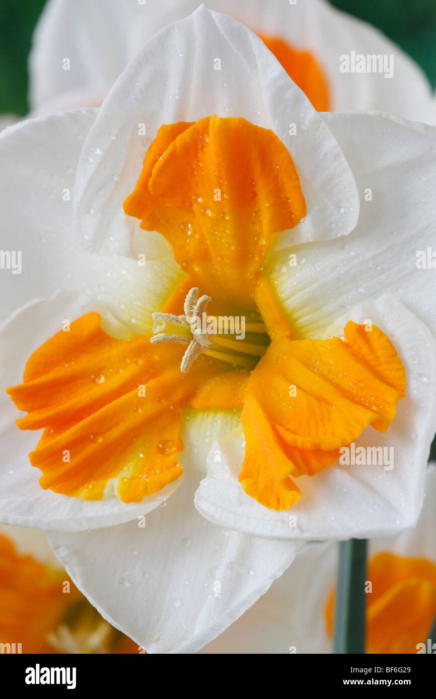 Split Corona Daffodil Stock Photos & Split Corona Daffodil Stock Images ...