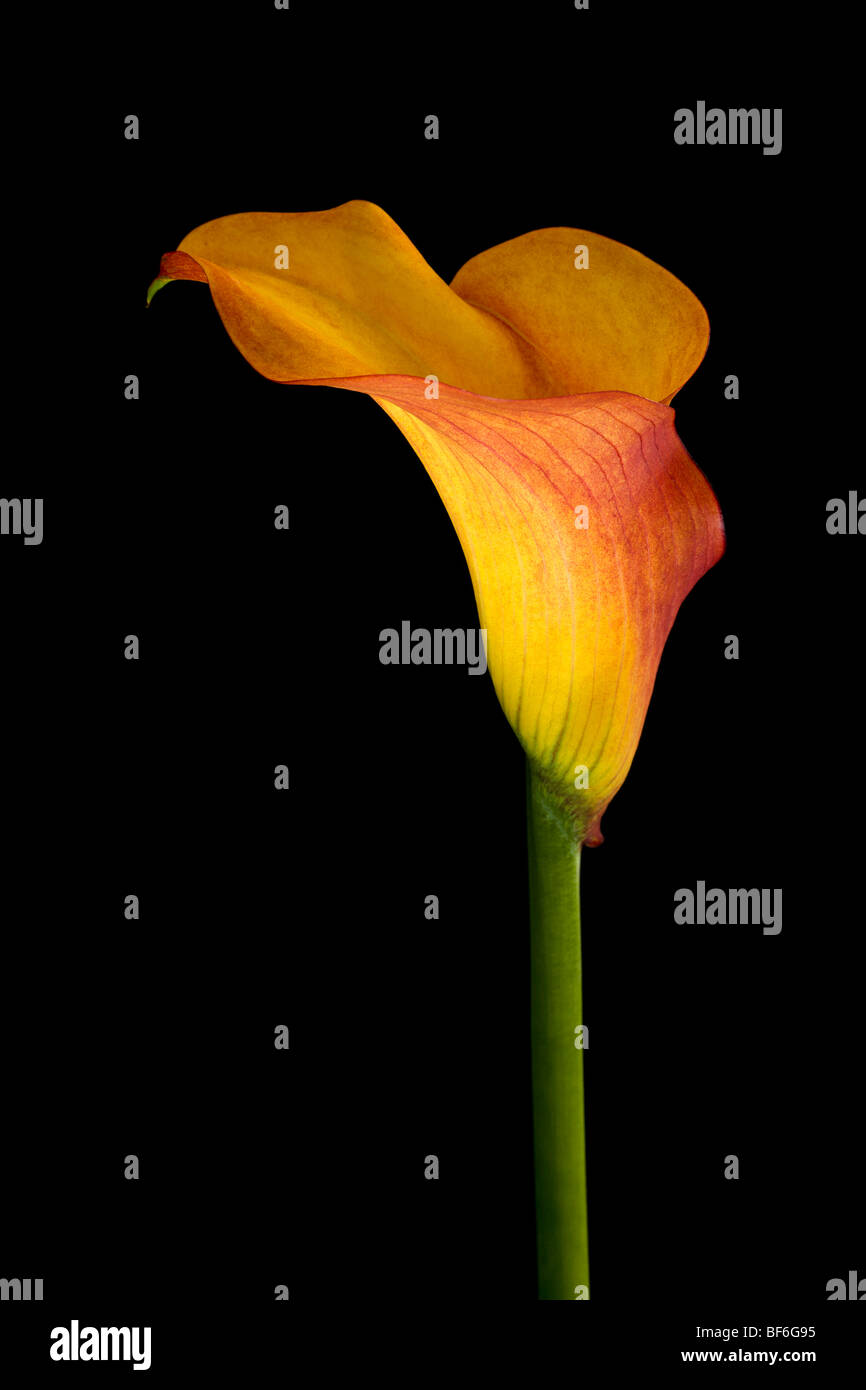 yellow and red calla lily on black background Stock Photo - Alamy
