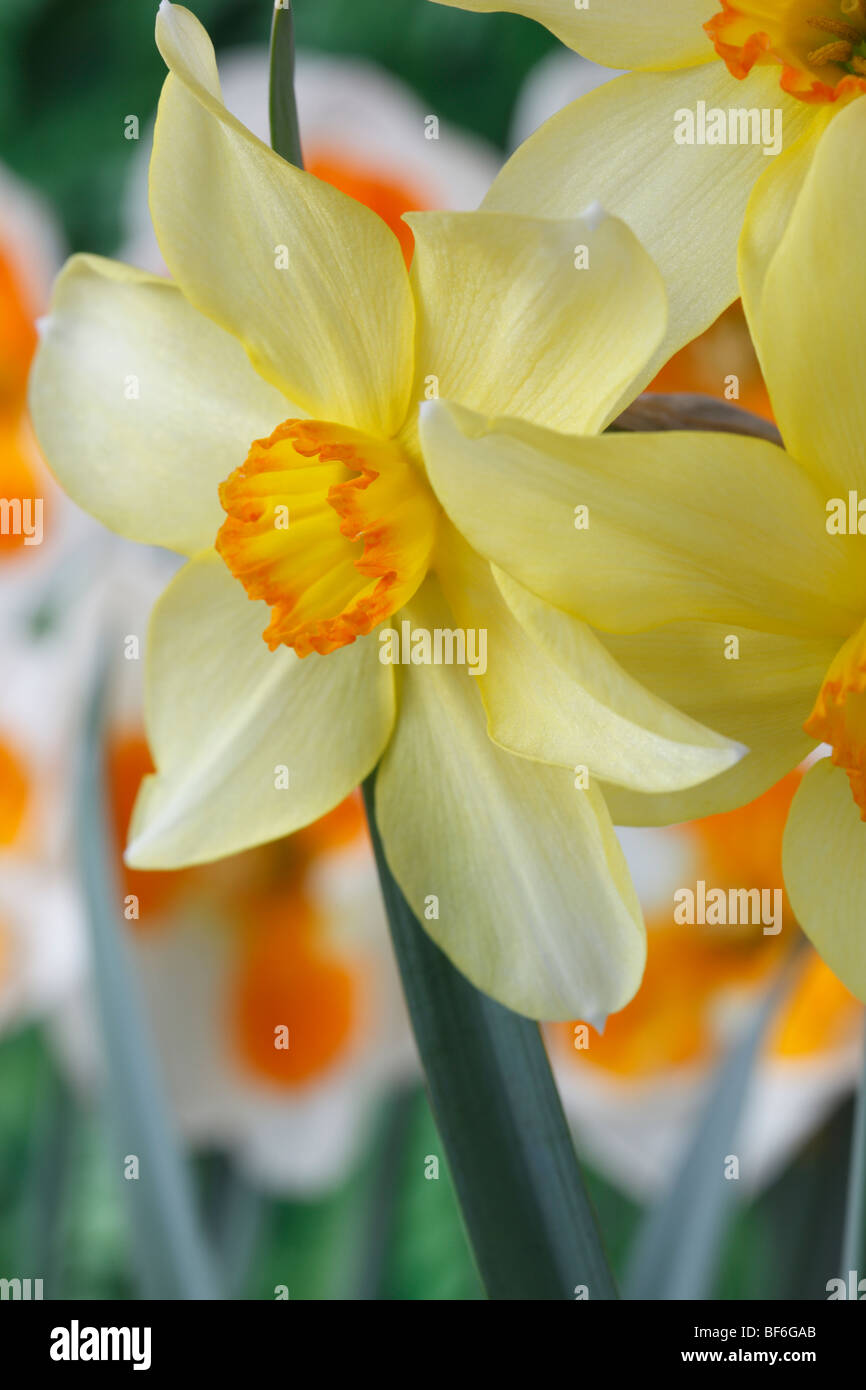 Narcissus 'Barrii Conspicuous' Daffodil Div.3 Small-cupped Sometimes ...