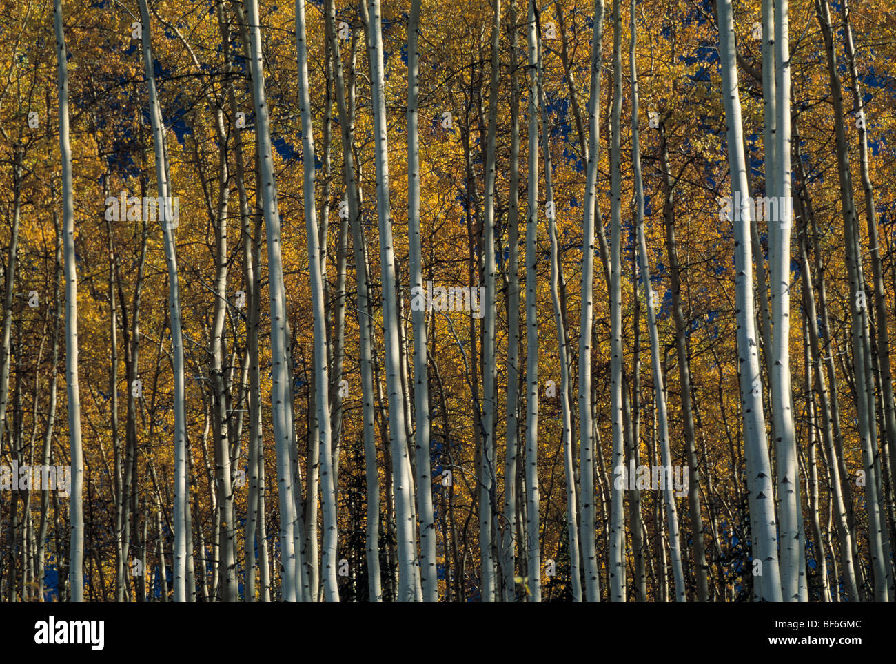 Quaking Asp High Resolution Stock Photography and Images - Alamy