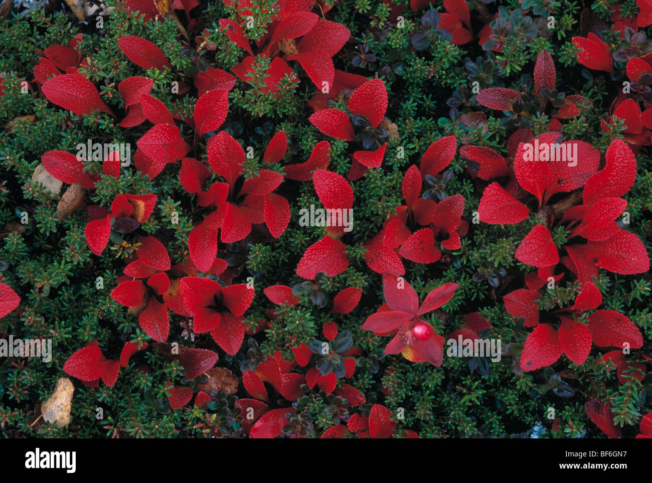 red leaves, denali national park, alaska, usa Stock Photo - Alamy