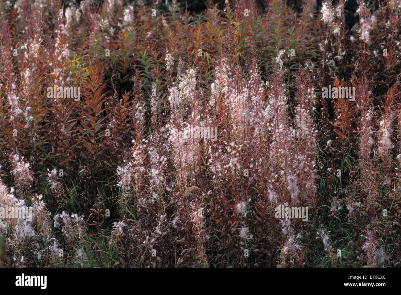 fireweed, epilobium angustifolium Stock Photo - Alamy