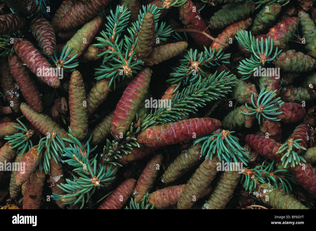 Cones structure hi-res stock photography and images - Alamy