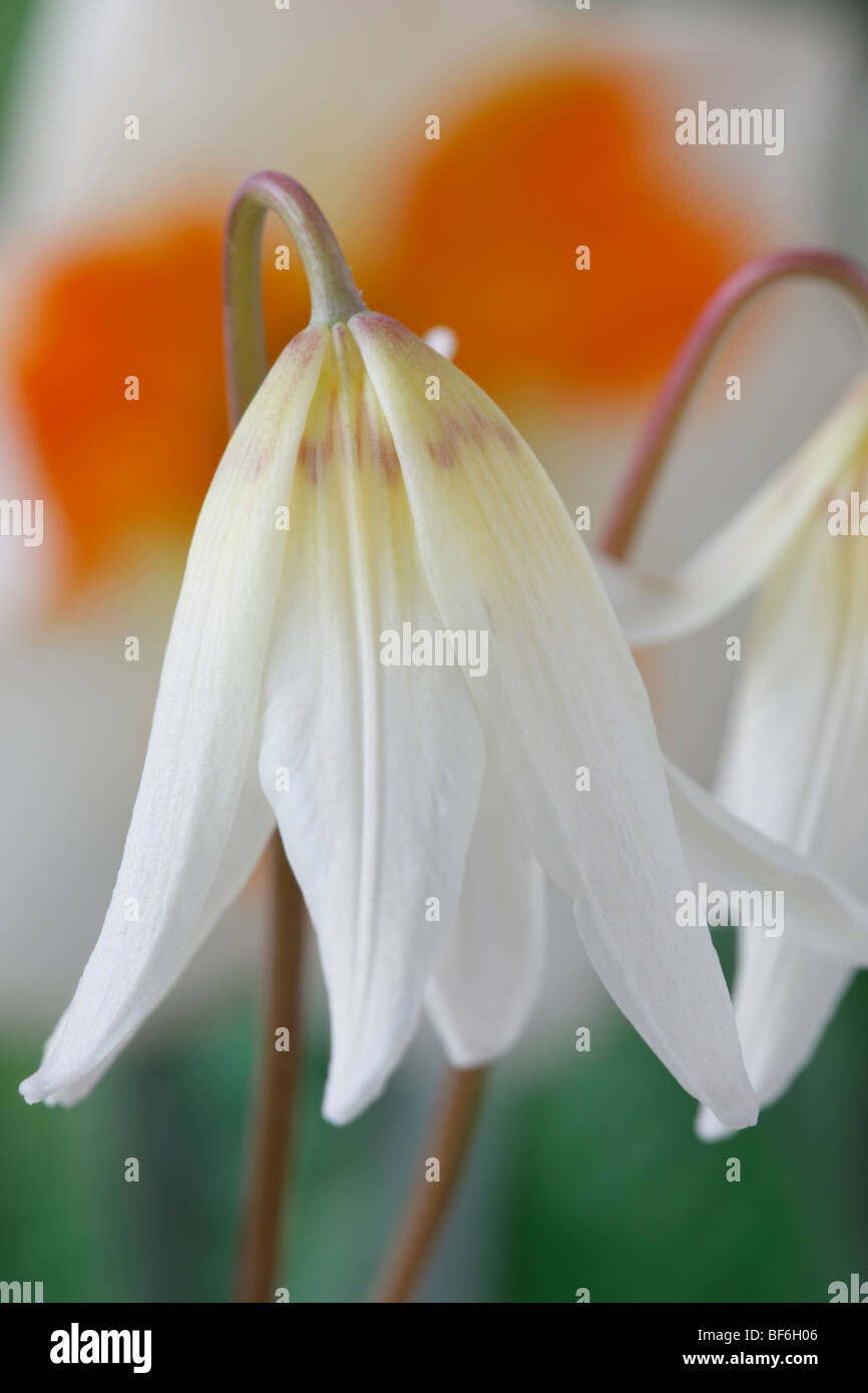 Erythronium californicum 'White Beauty' (Dog's-tooth violet, Trout lily ...