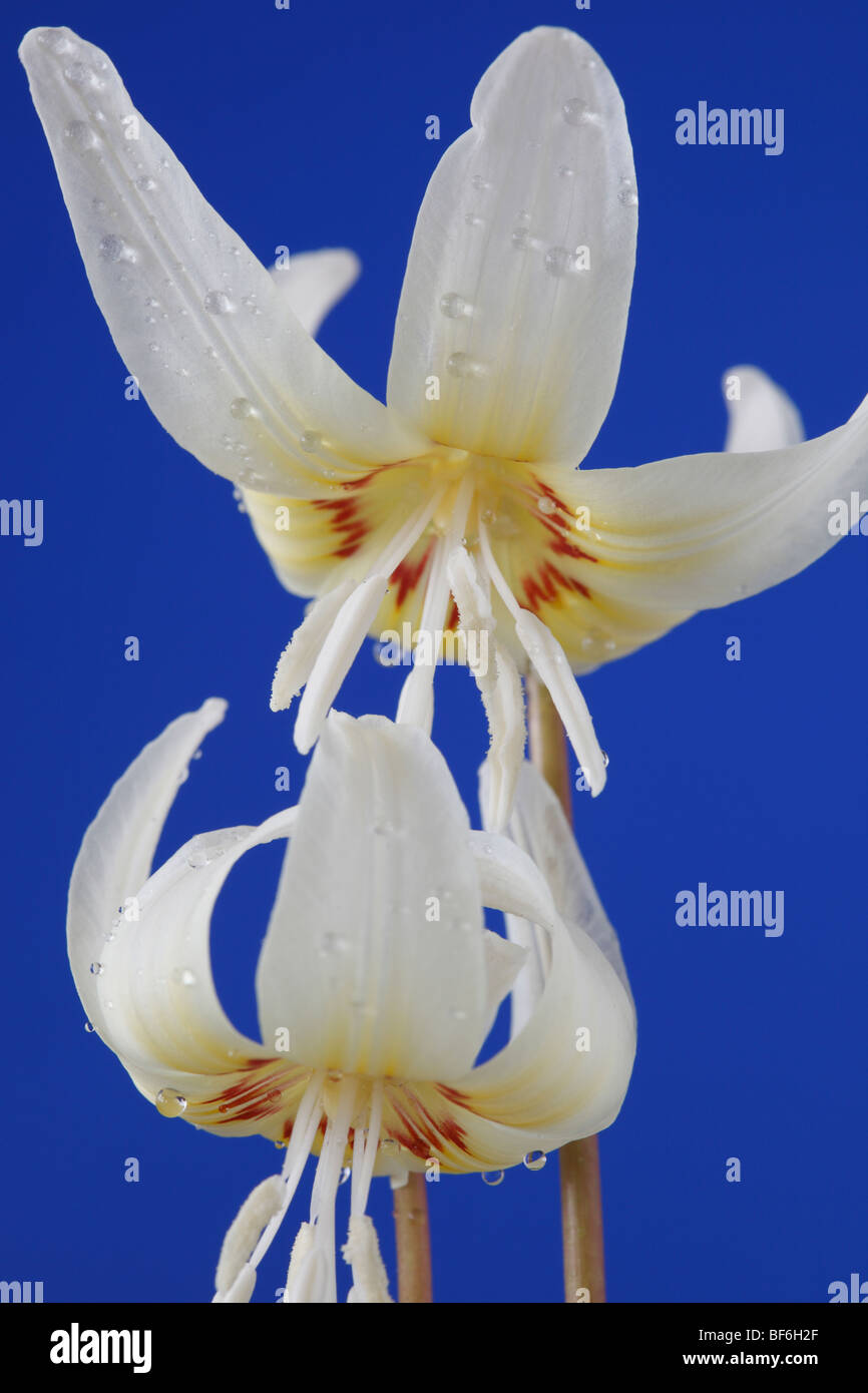 Yellow dog tooth violet hi-res stock photography and images - Alamy