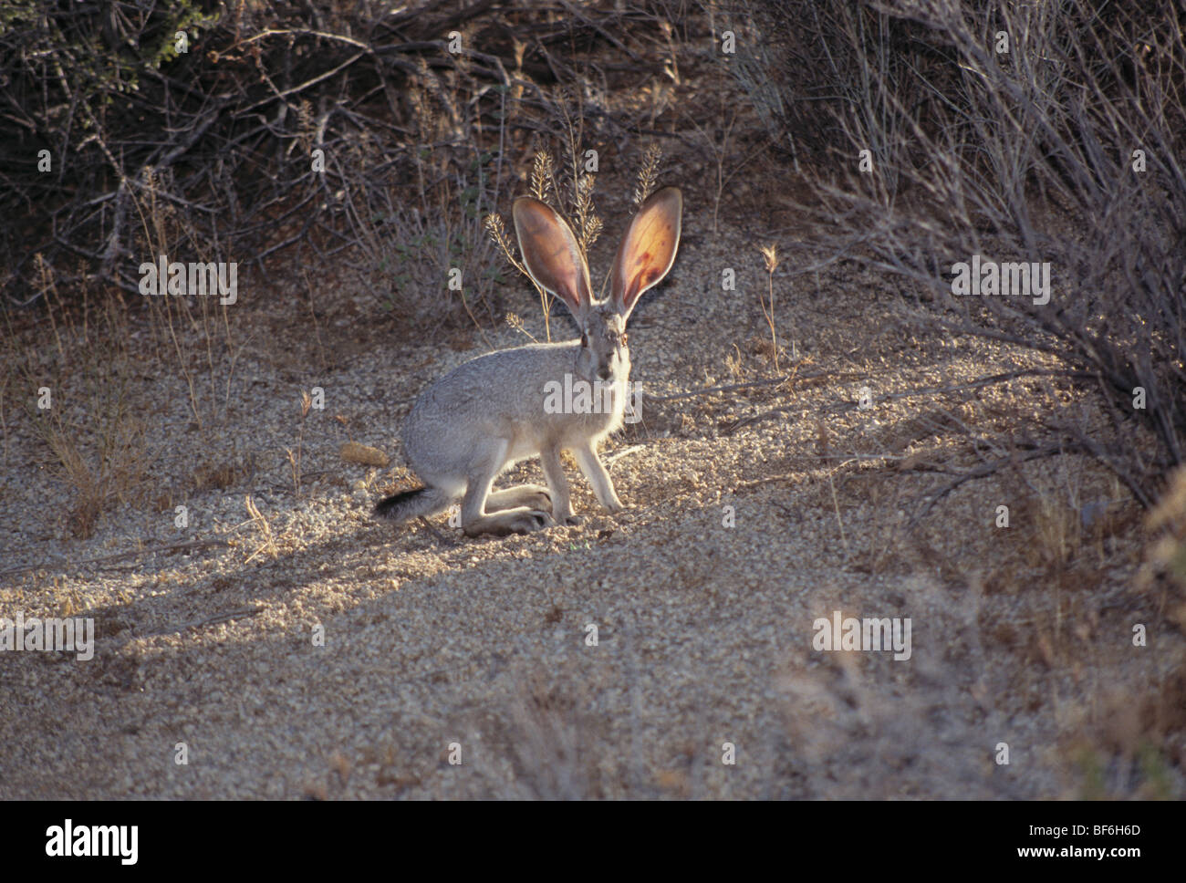 black-tailed jack rabbit, lepus californicus Stock Photo - Alamy