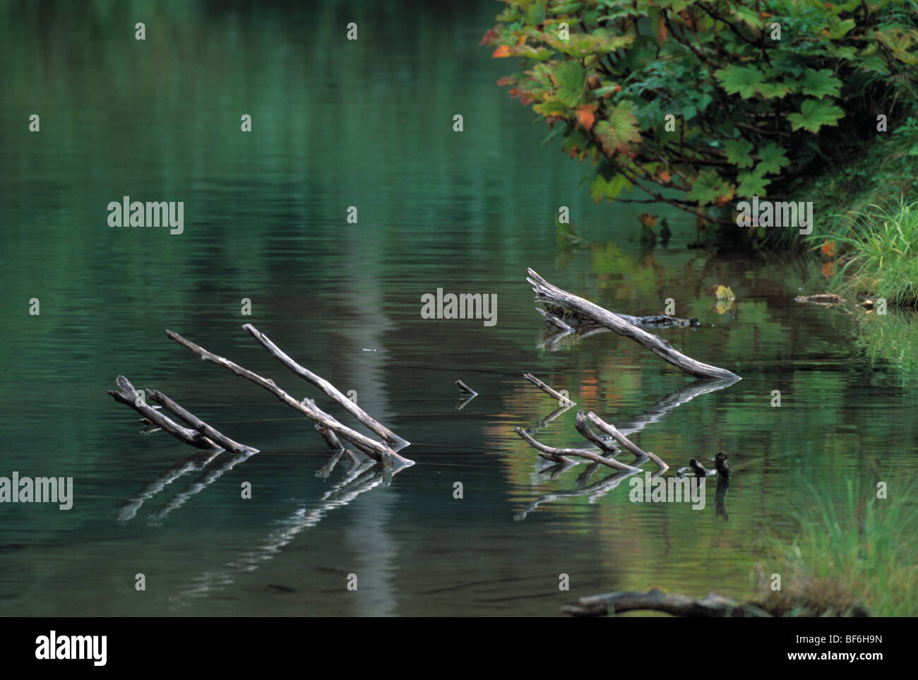 swamp, alaska, usa Stock Photo - Alamy