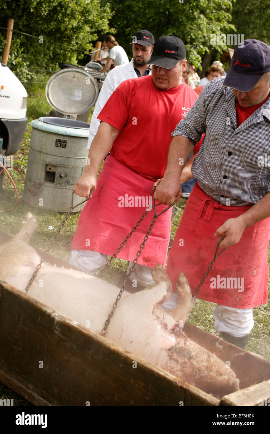 Rural pig sticking hi-res stock photography and images - Alamy