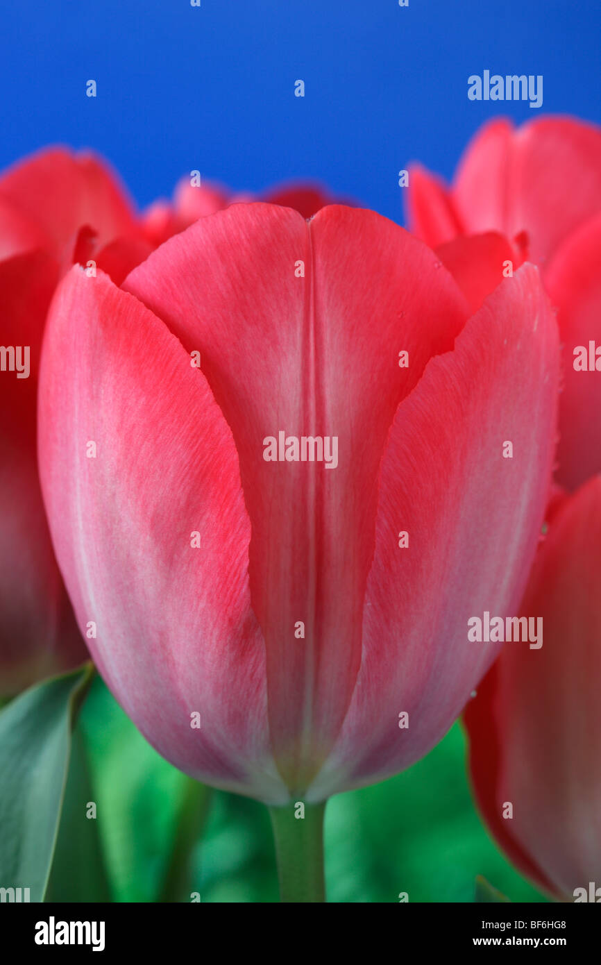 Tulipa 'Red Impression' AGM (Tulip) Darwinhybrid Group Stock Photo - Alamy