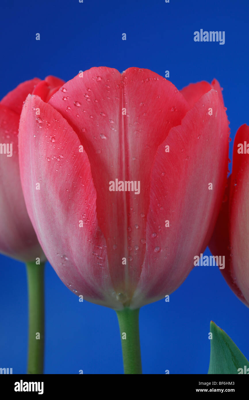 Red impression’ tulips hi-res stock photography and images - Alamy