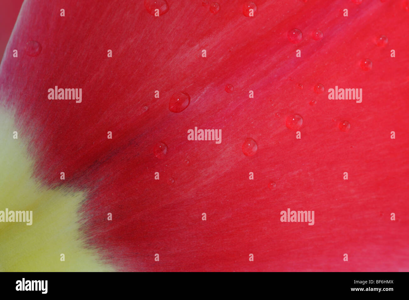 Tulipa Red Impression High Resolution Stock Photography and Images - Alamy