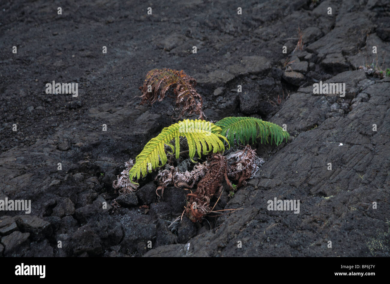 Fern lava rock hawaii hi-res stock photography and images - Alamy