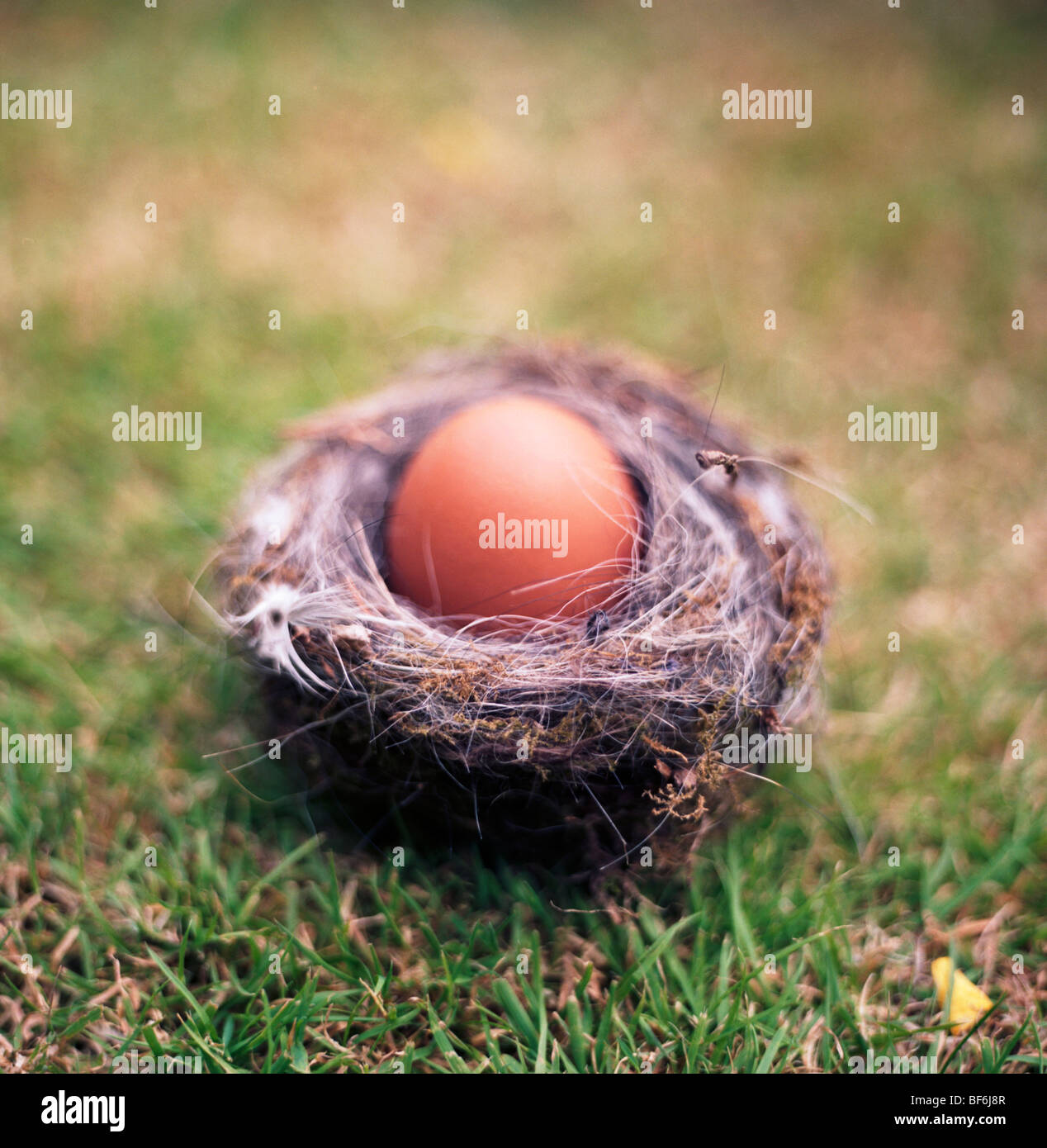 Chicken egg in small wild bird's nest Stock Photo - Alamy