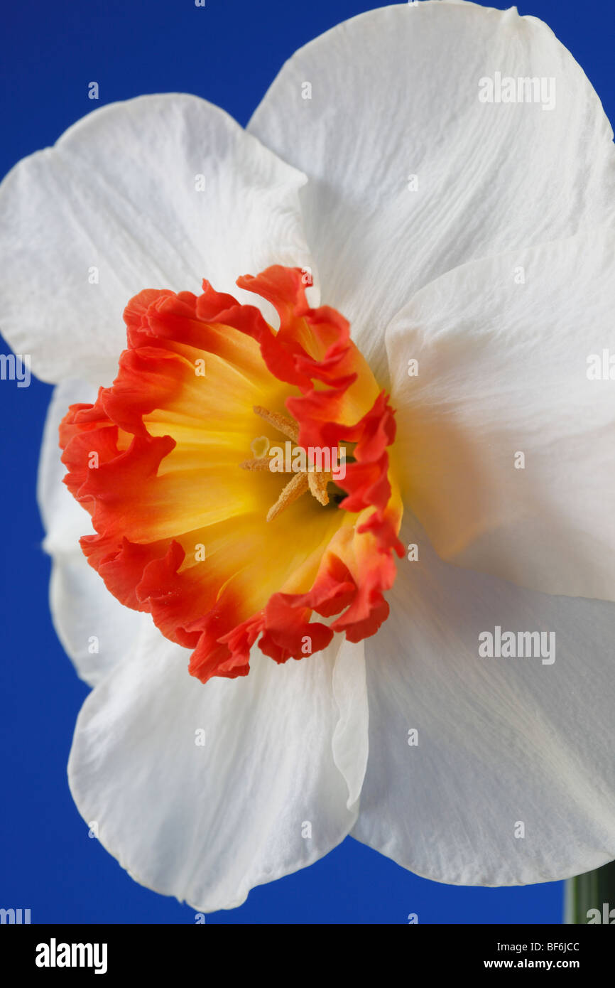 Narcissus 'Ring of Fire' (Daffodil) Div.2 Large-cupped Stock Photo - Alamy