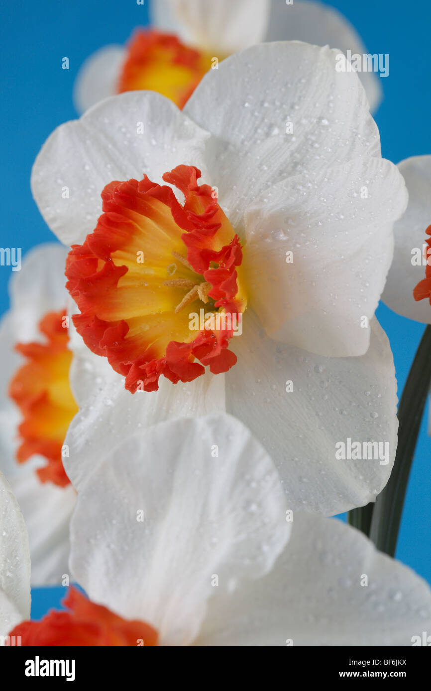 Narcissus 'Ring of Fire' (Daffodil) Div.2 Large-cupped Stock Photo - Alamy