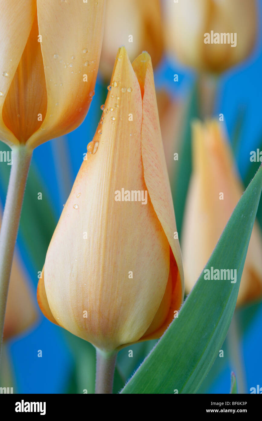 Tulip praestans shogun hi-res stock photography and images - Alamy