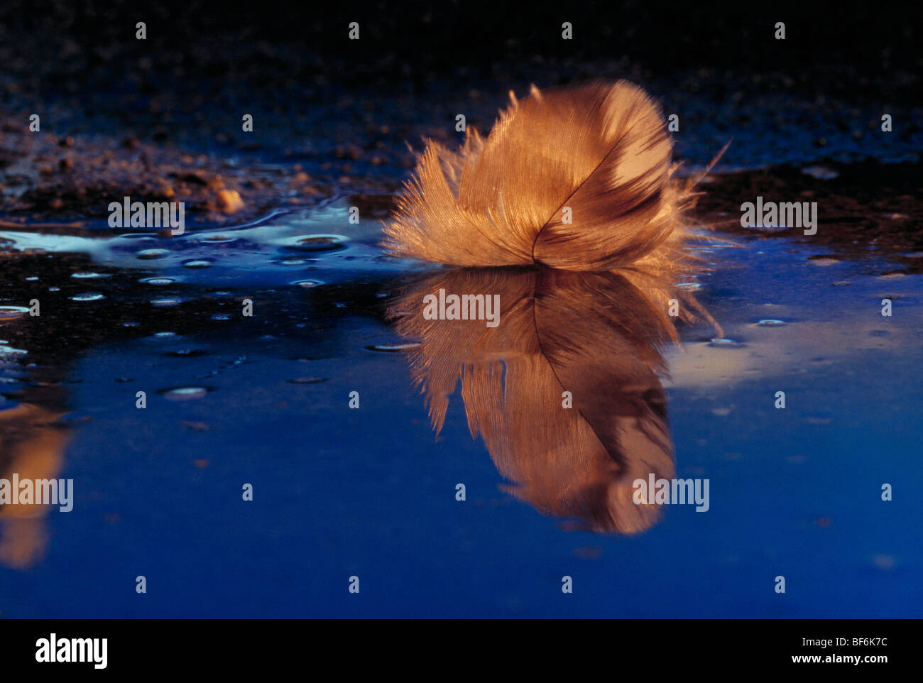 feather in water Stock Photo - Alamy