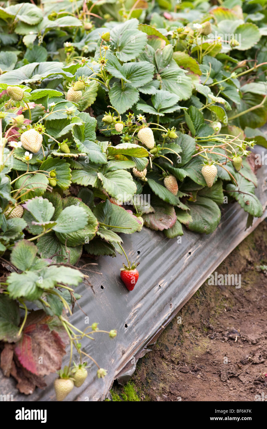 California fruit field hi-res stock photography and images - Alamy