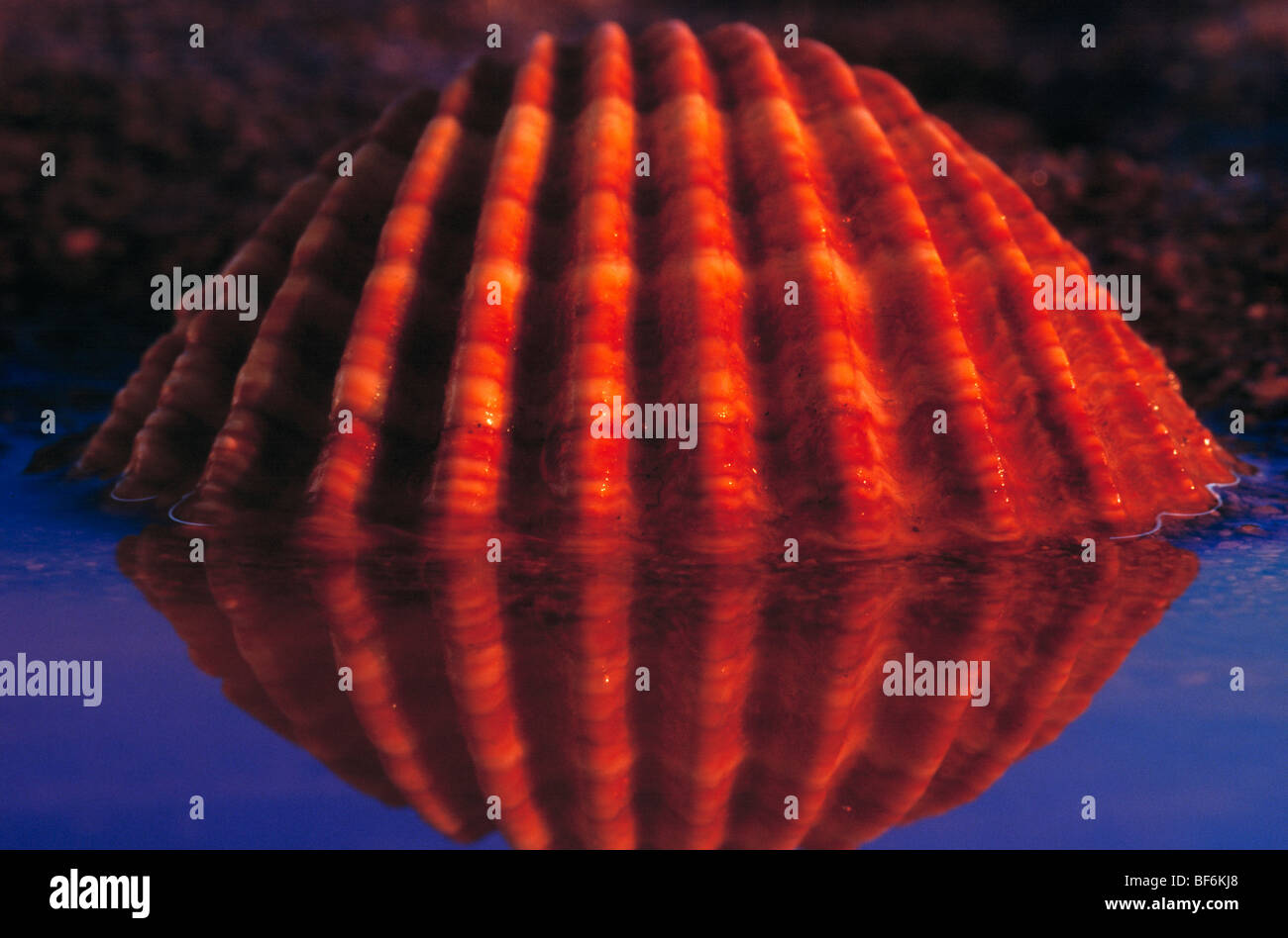 shell on the beach Stock Photo - Alamy