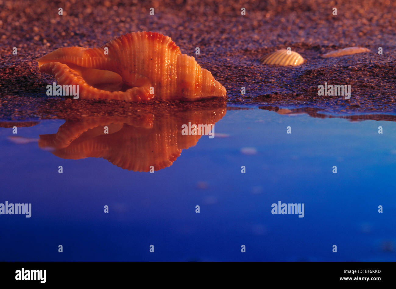 shell on the beach Stock Photo - Alamy