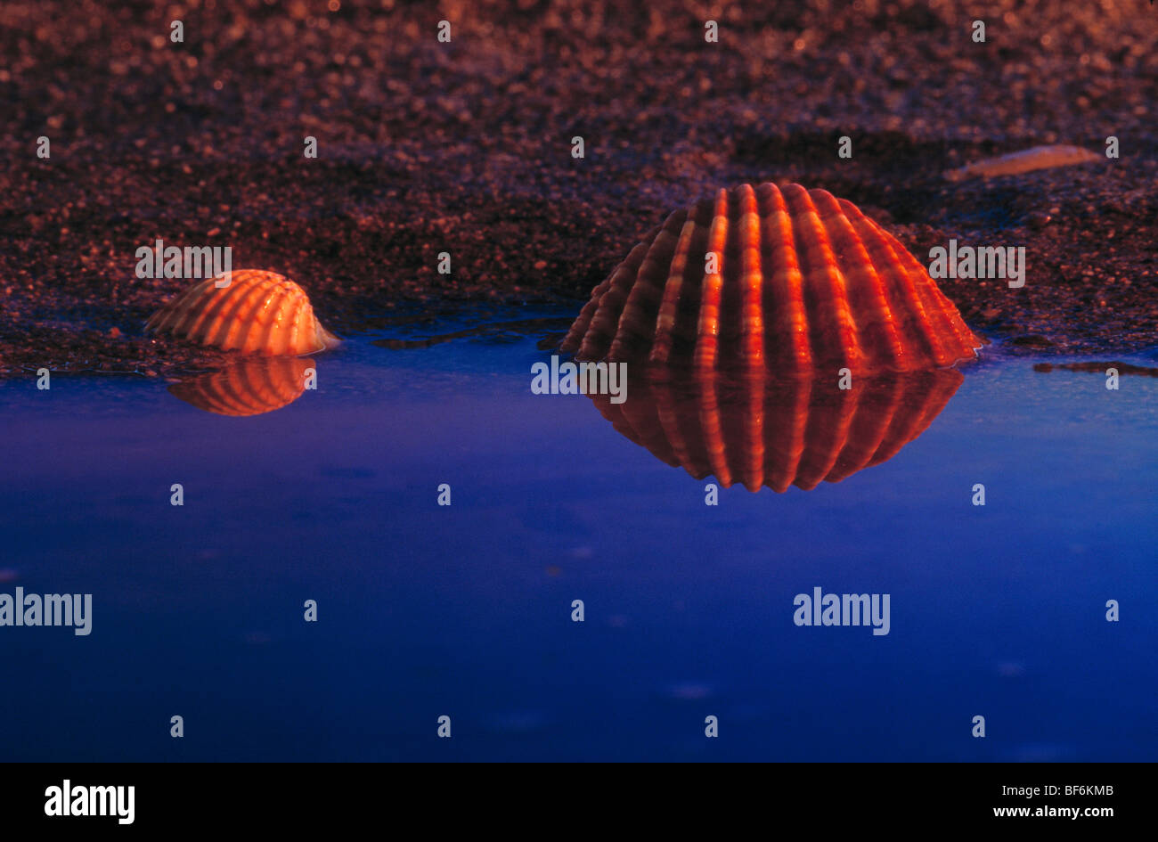 shell on the beach Stock Photo - Alamy