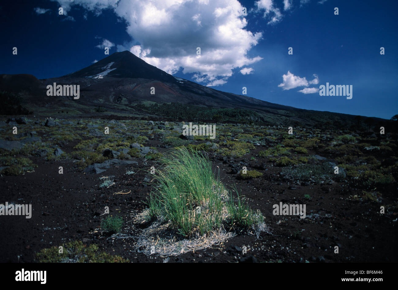 conguillio national park, chile Stock Photo - Alamy