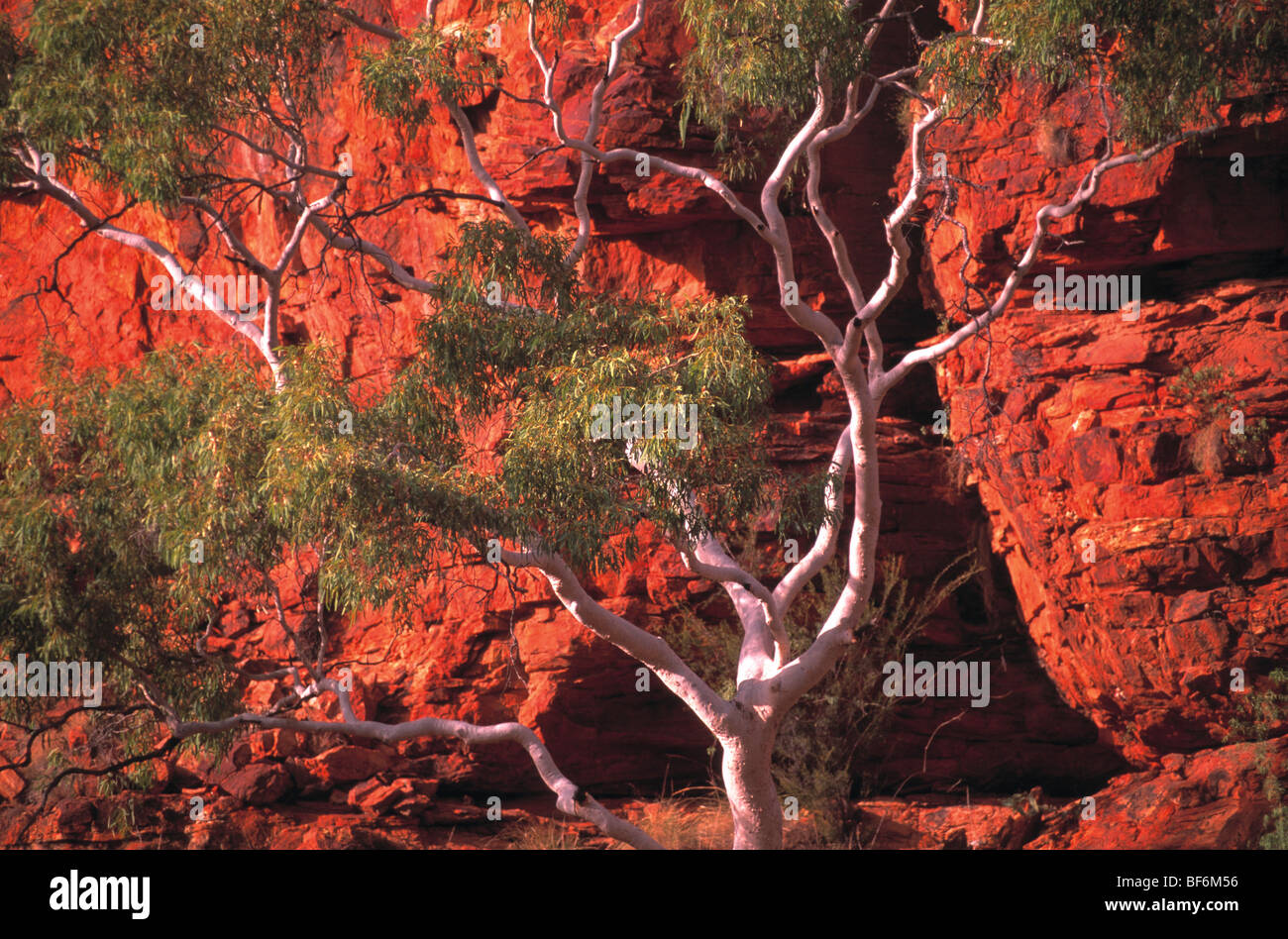 kings canyon, northern territory, australia Stock Photo - Alamy kings canyon, northern territory, australia Stock Photo - Alamy