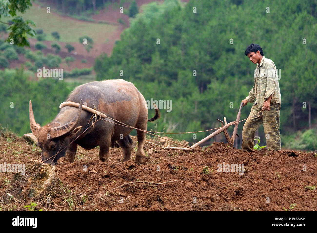 Vietnamese farmer and buffalo ploughing the hills of North Vietnam ...