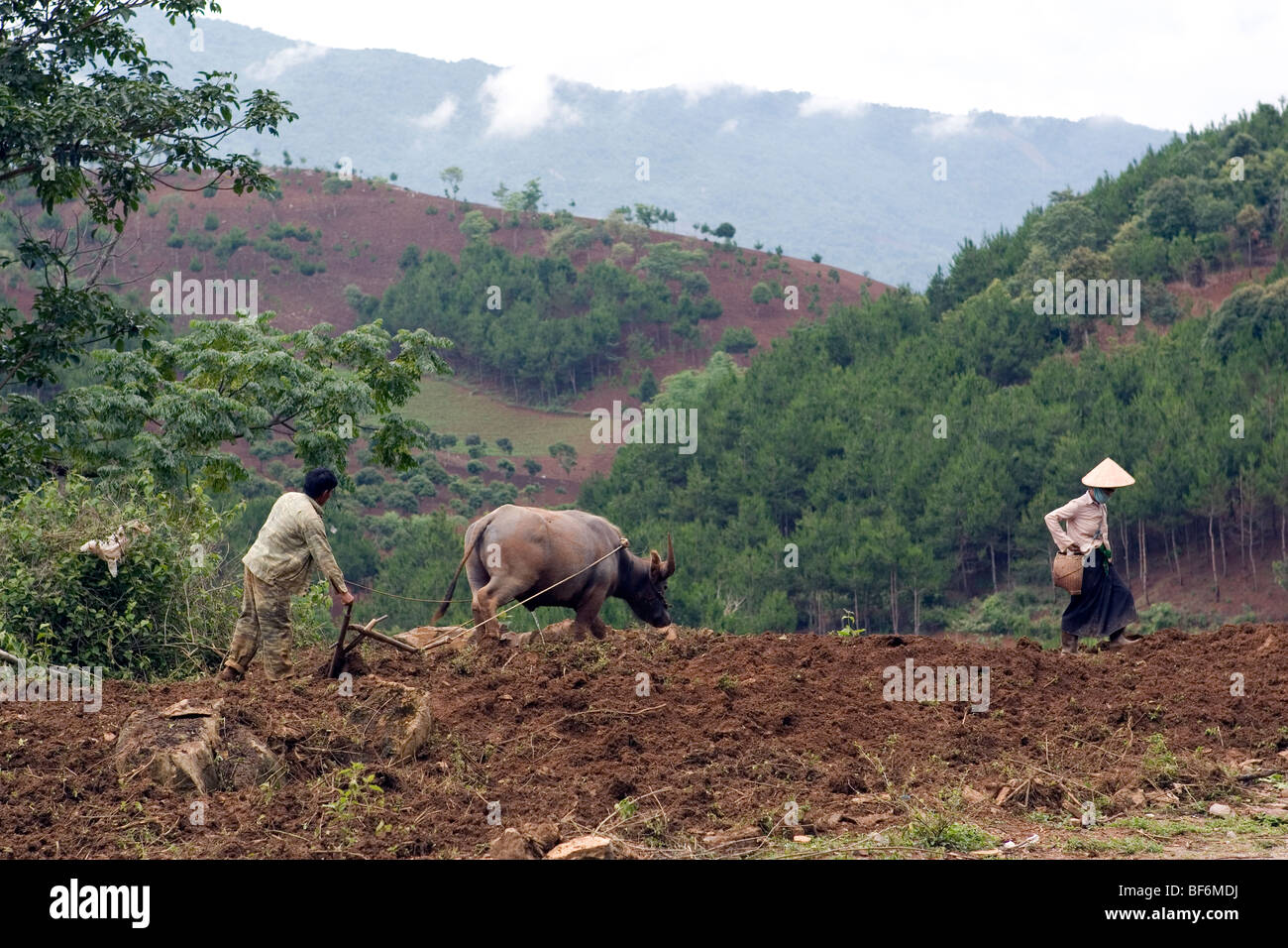 Vietnamese farmers and buffalo ploughing the hills of North Vietnam ...