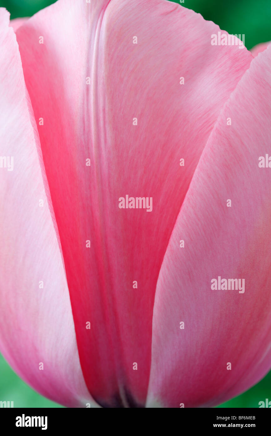 Tulipa 'Pink Impression' AGM (Tulip) Darwinhybrid Group Stock Photo - Alamy