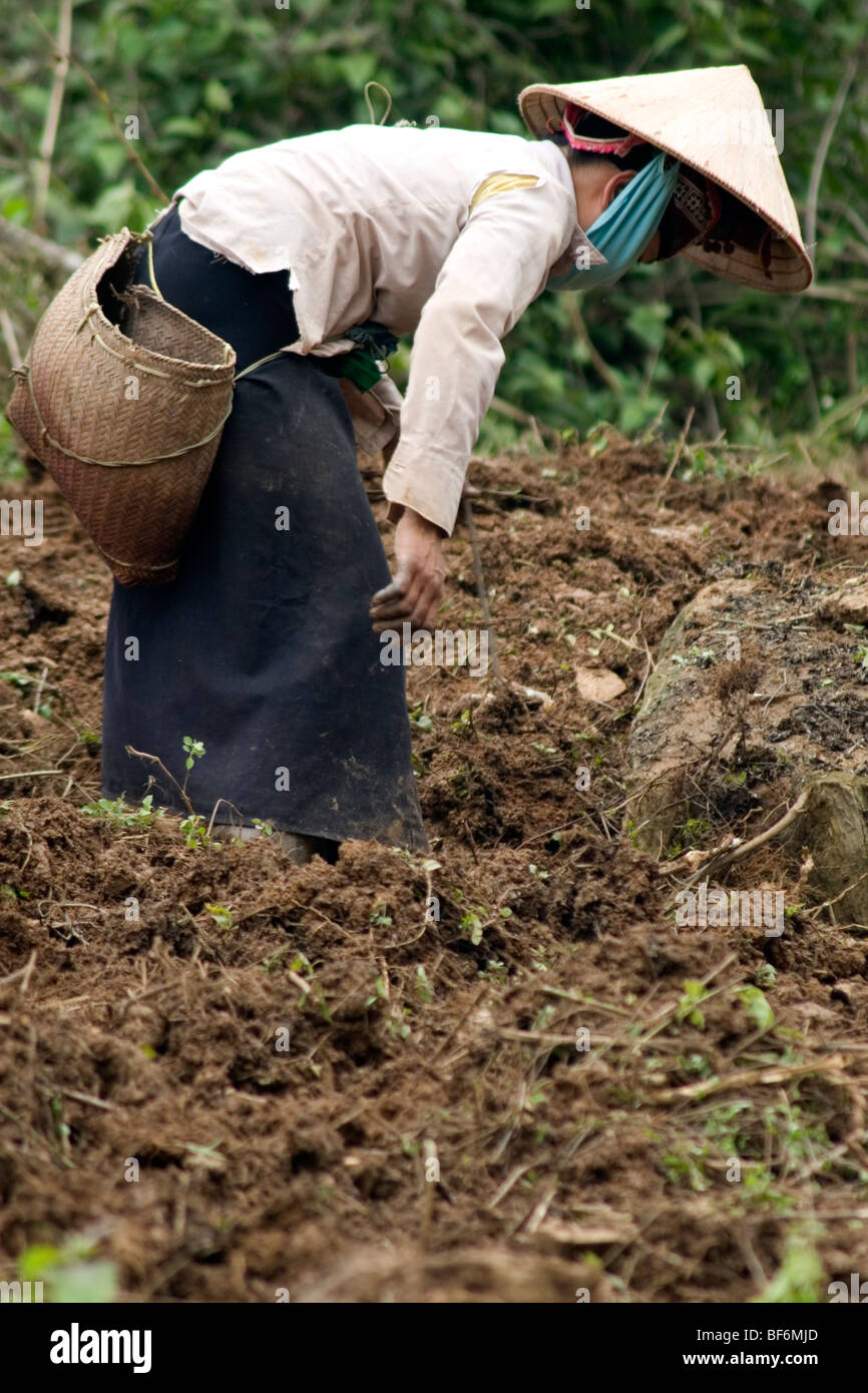 Vietnamese farmer woman, sowing seeds in the hills of North Vietnam ...