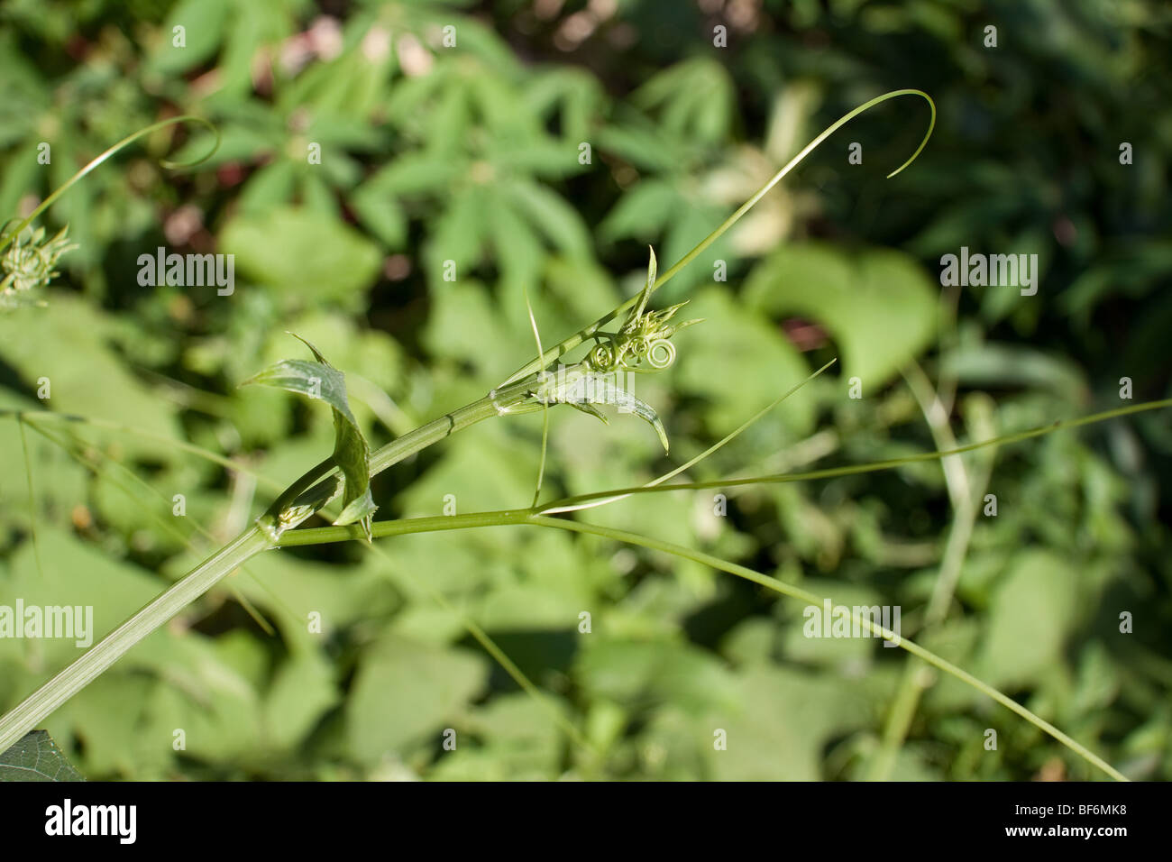 baby marrow vine plants Stock Photo - Alamy