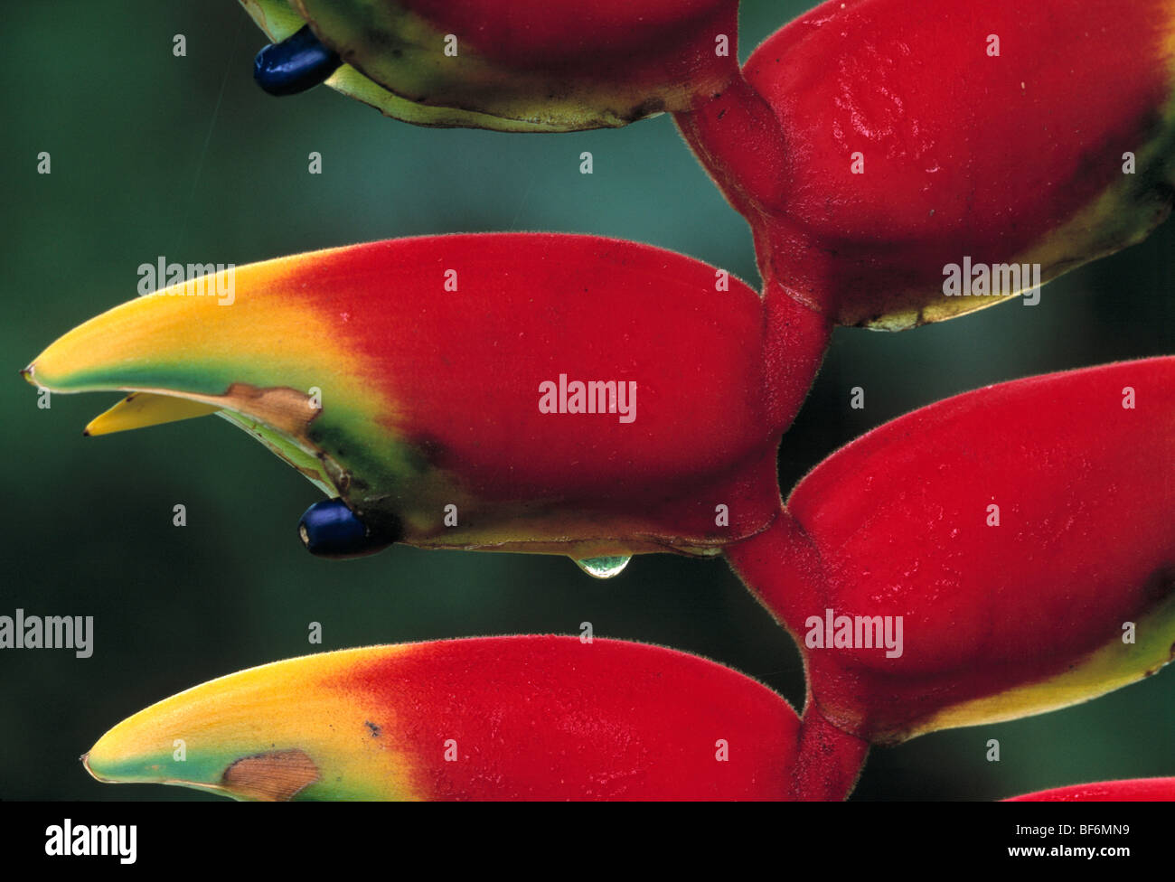 heliconia, hanging lobster claw, heliconia rostrata Stock Photo - Alamy