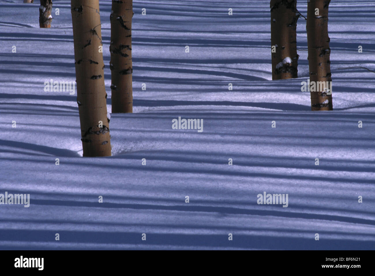 aspen in snow Stock Photo - Alamy