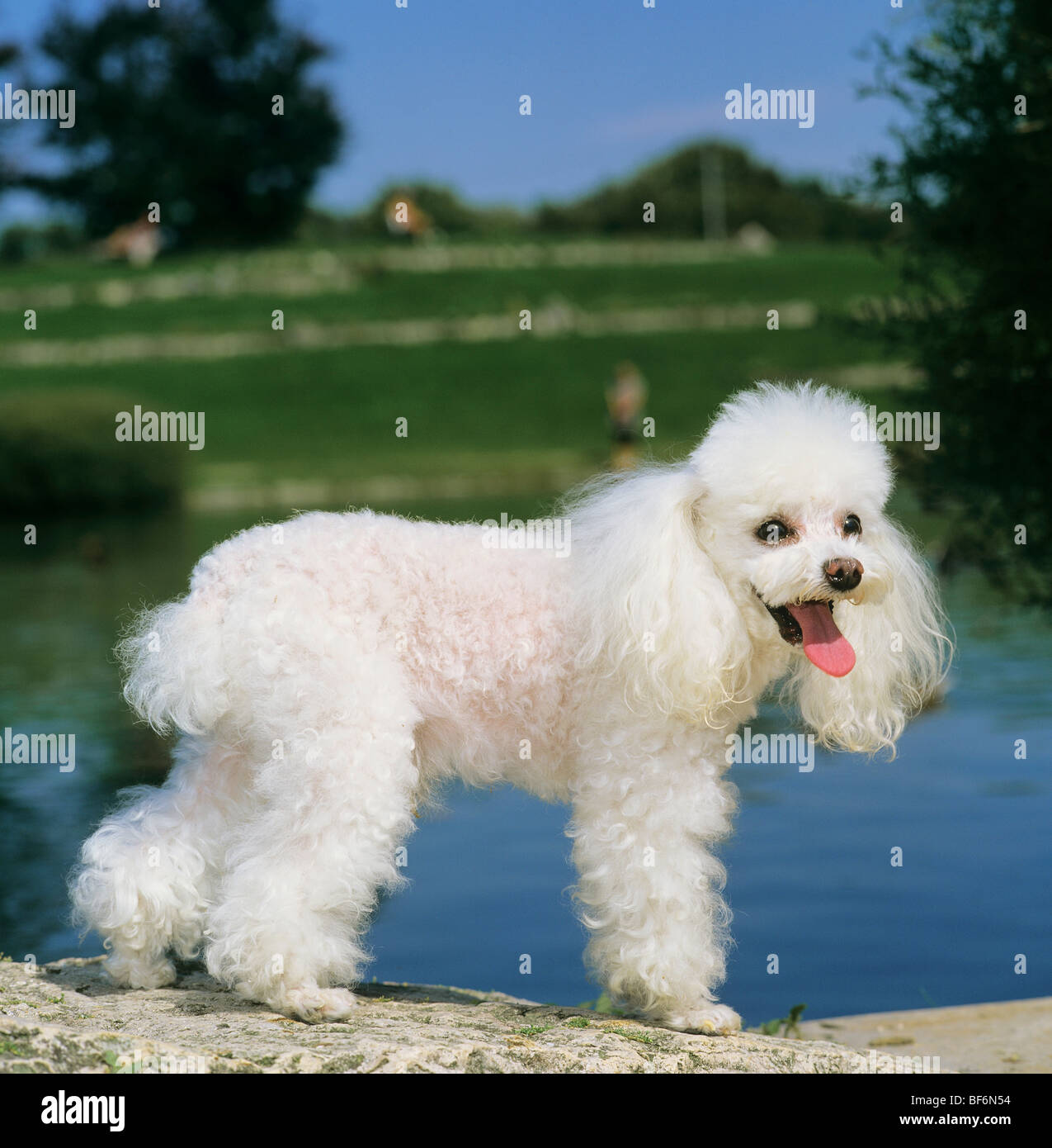 Toy poddle hi-res stock photography and images - Alamy