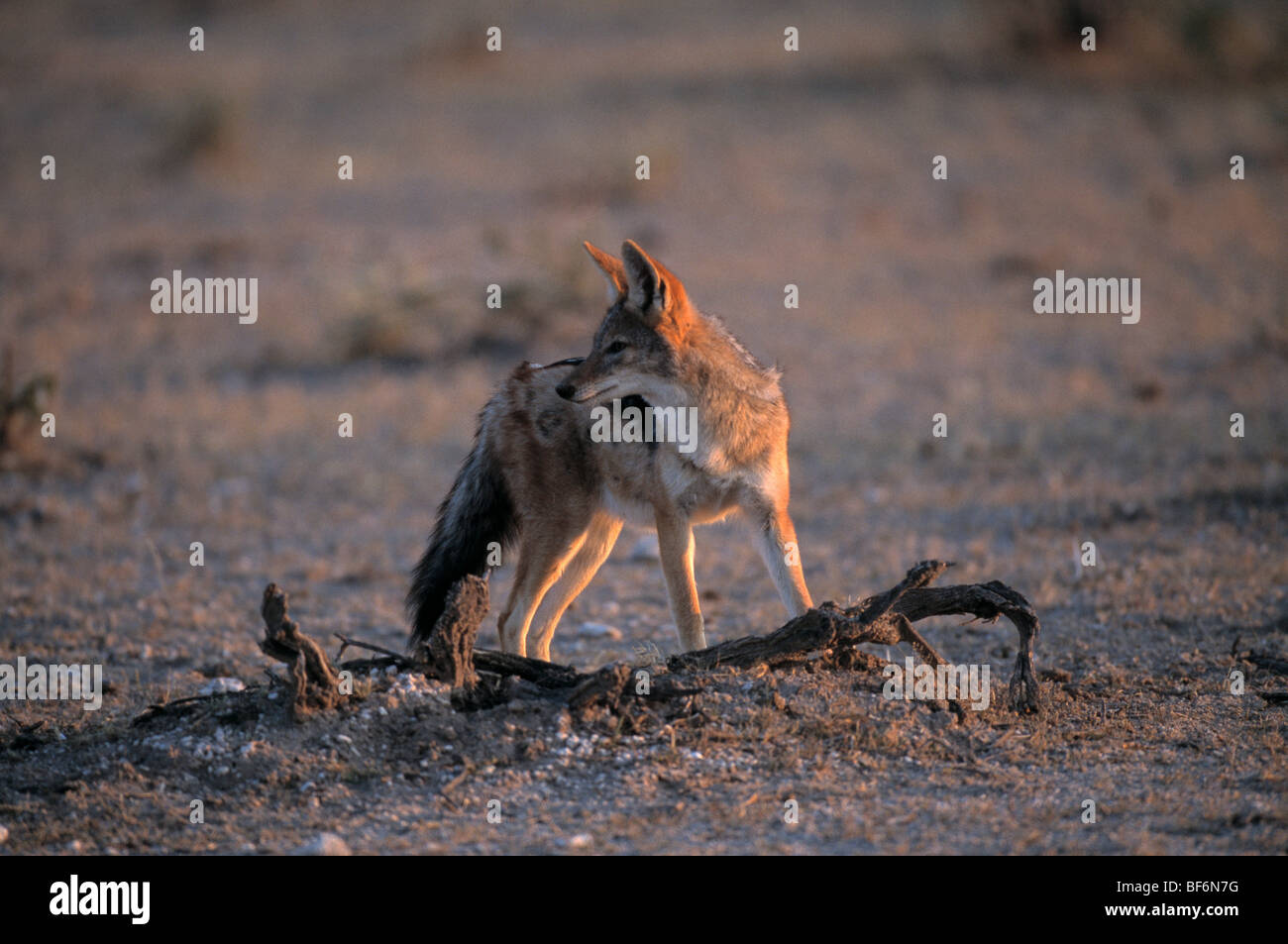 coyote, canis latrans Stock Photo - Alamy