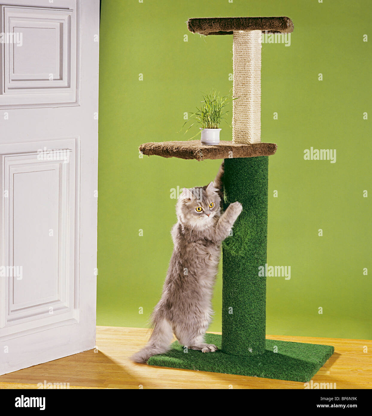 grey cat - standing at scratching post Stock Photo - Alamy