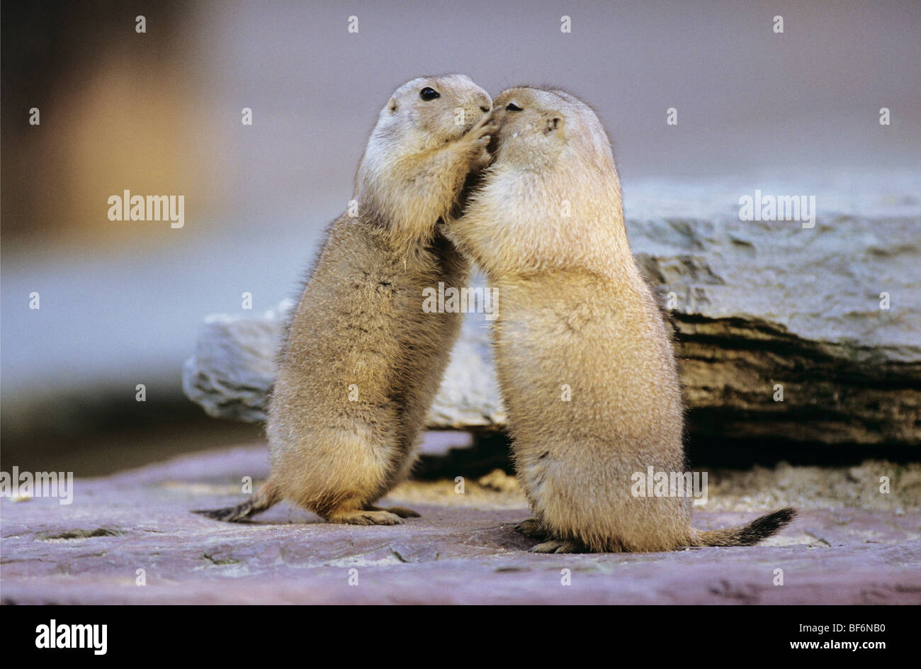 two alpine marmots - playing Stock Photo - Alamy