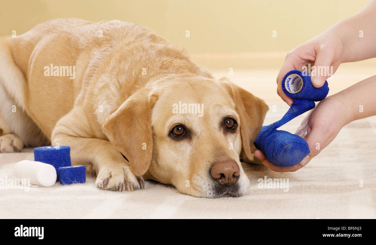 injured Labrador Retriever dog getting bandage Stock Photo - Alamy