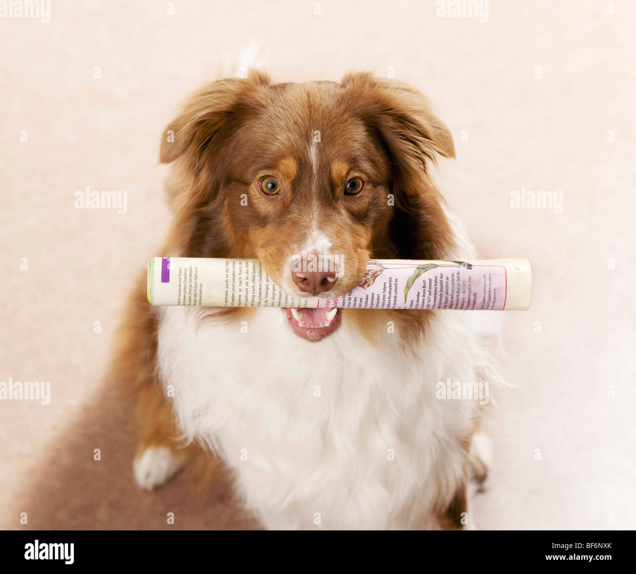Animal newspaper hi-res stock photography and images - Alamy