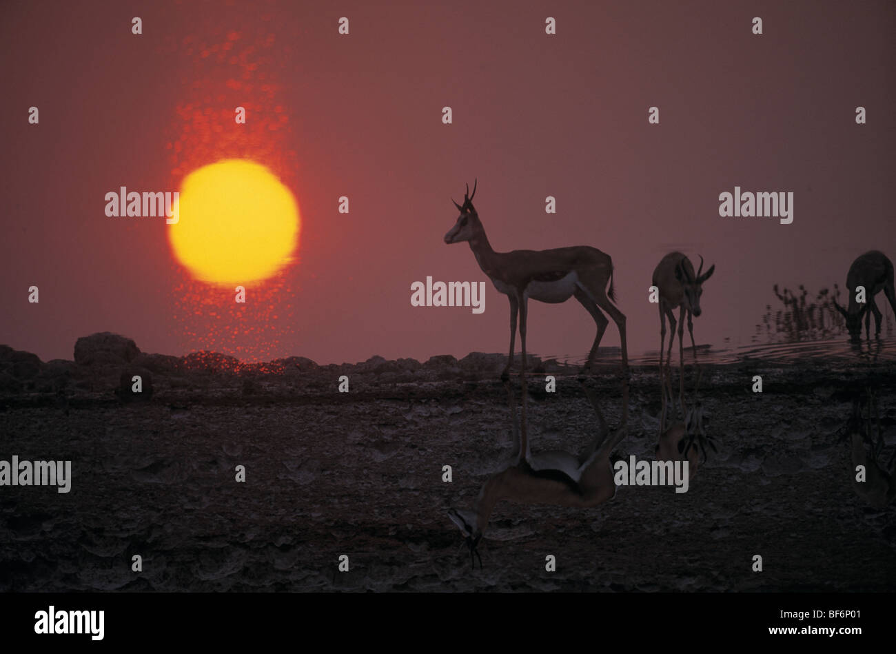 Black heel antelope aepyceros melampus hi-res stock photography and ...