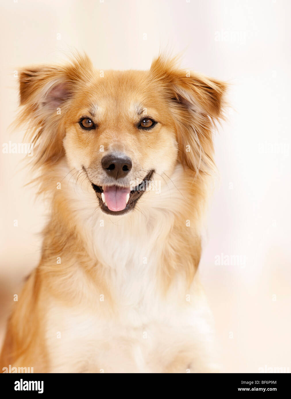 Mixed-breed dog. Portrait of adult male Stock Photo - Alamy